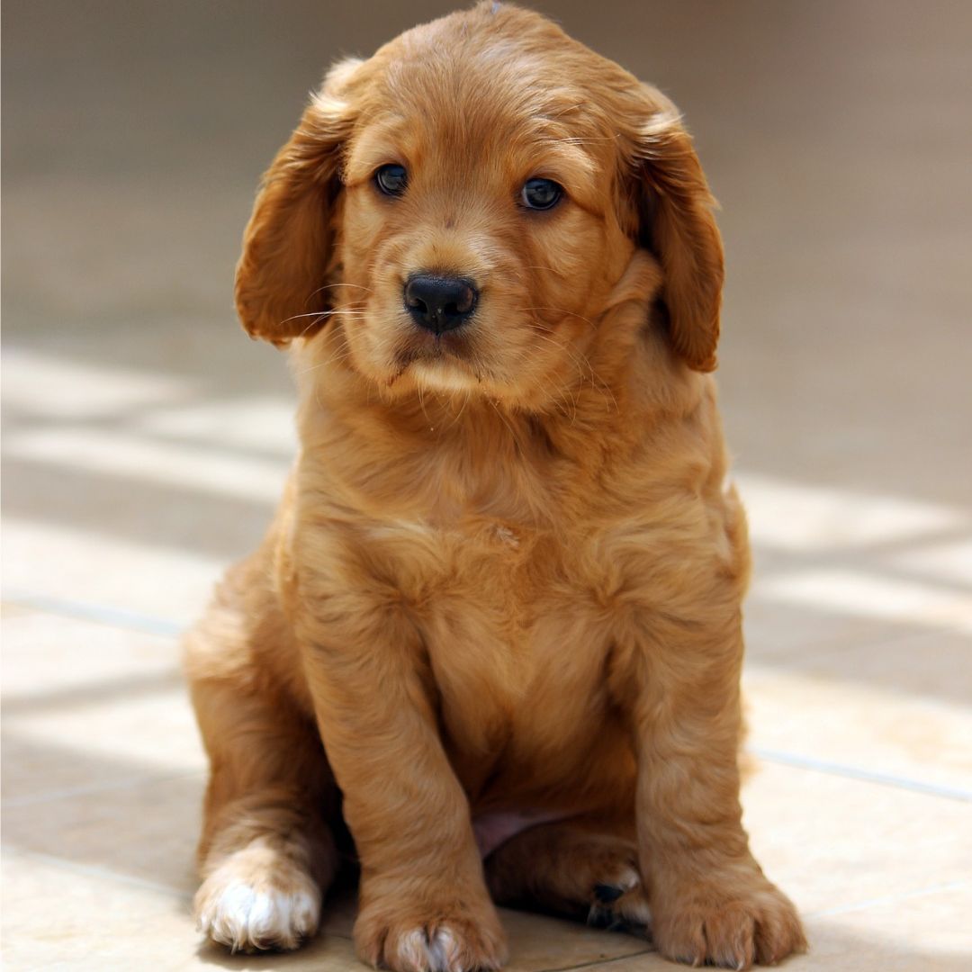 Where to Get a Dog – USDA Walk Away LLC