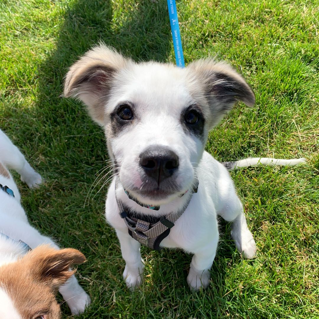 Where to Get a Dog – USDA Walk Away LLC