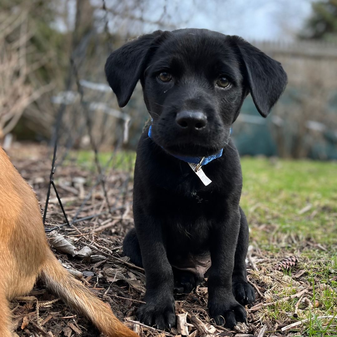 Where to Get a Dog – USDA Walk Away LLC